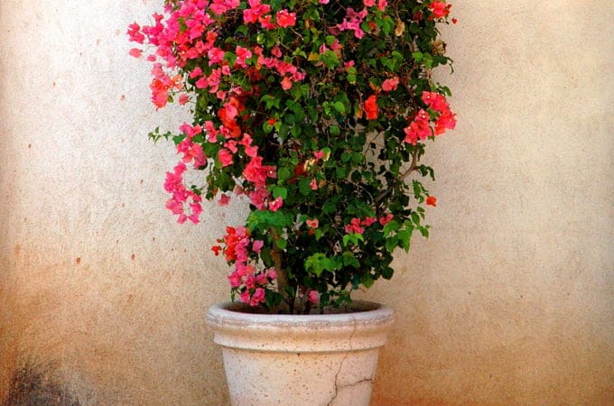container gardening Archives - Ramblings from a Desert Garden