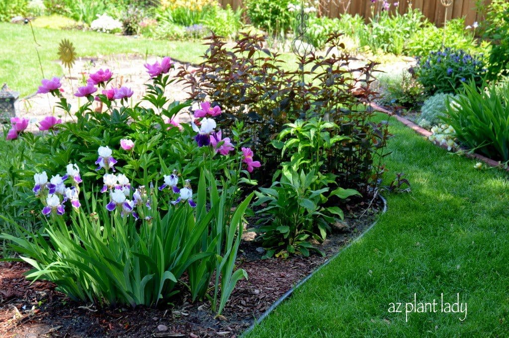 Midwestern Garden of Amy, Get Busy Gardening | azplantlady.com