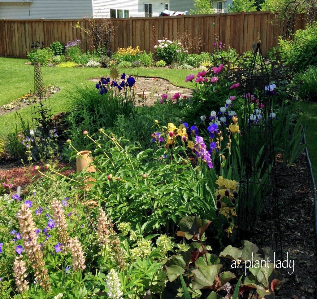 Midwestern Garden of Amy, Get Busy Gardening | azplantlady.com