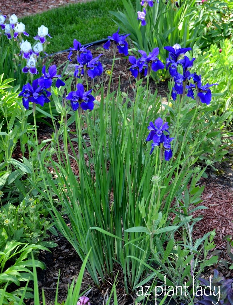 Midwestern Garden of Amy, Get Busy Gardening | azplantlady.com