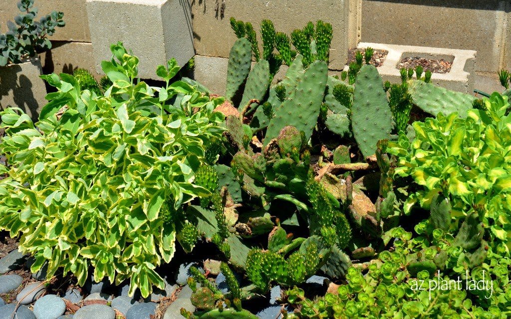 Midwestern Garden of Amy, Get Busy Gardening | azplantlady.com