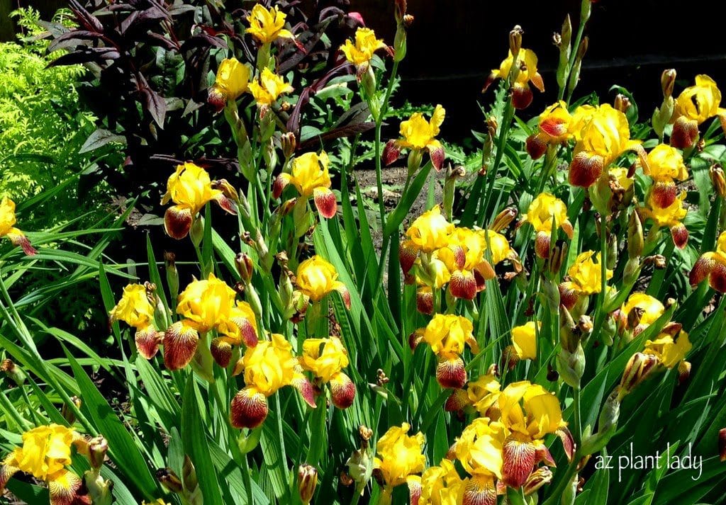 Midwestern Garden of Amy, Get Busy Gardening | azplantlady.com