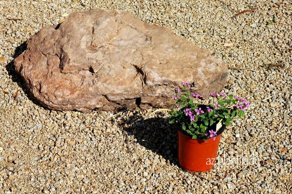 Fall Planting : 3 Tips for Fall Planting Success | azplantlady.com