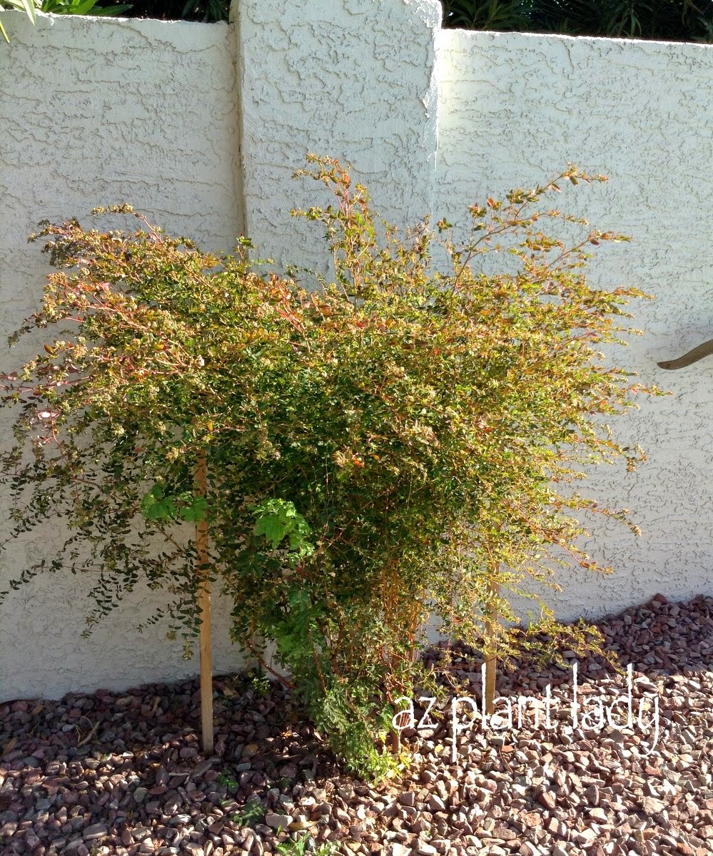 Unusual Shrub With a Shocking Secret... | azplantlady.com
