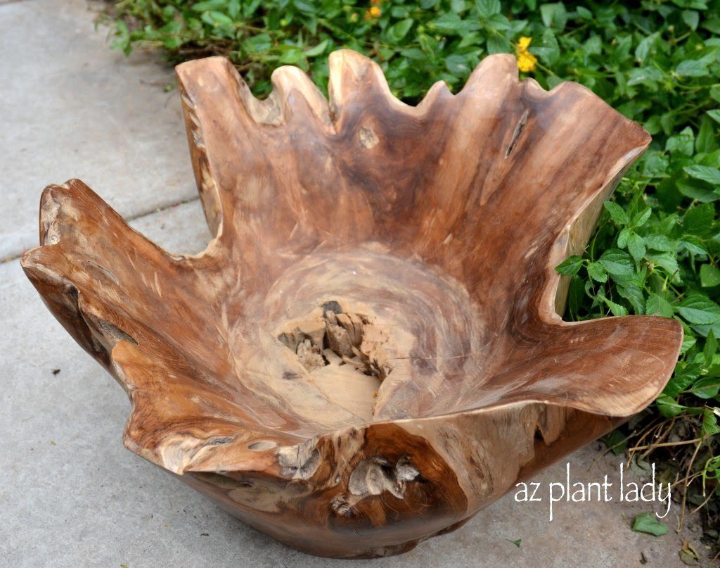 Teak Bowls Make Unique and Beautiful Planters | azplantlady.com