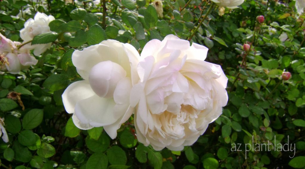 Rose Bush : A Neglected, Overgrown, Nameless Rose....