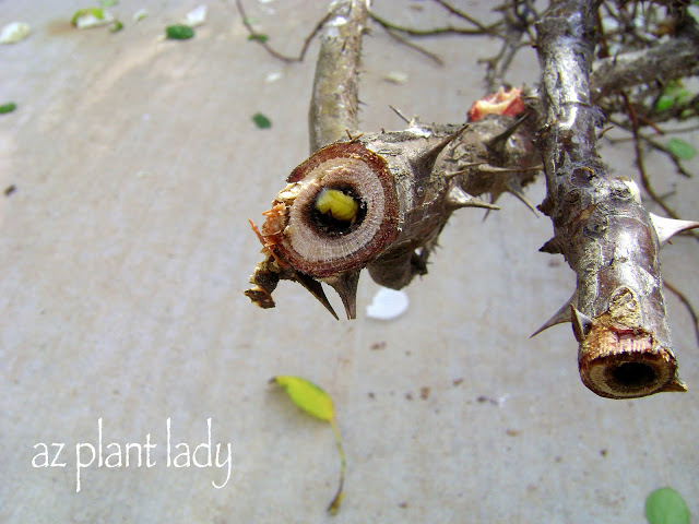 Rose Bush : A Neglected, Overgrown, Nameless Rose....