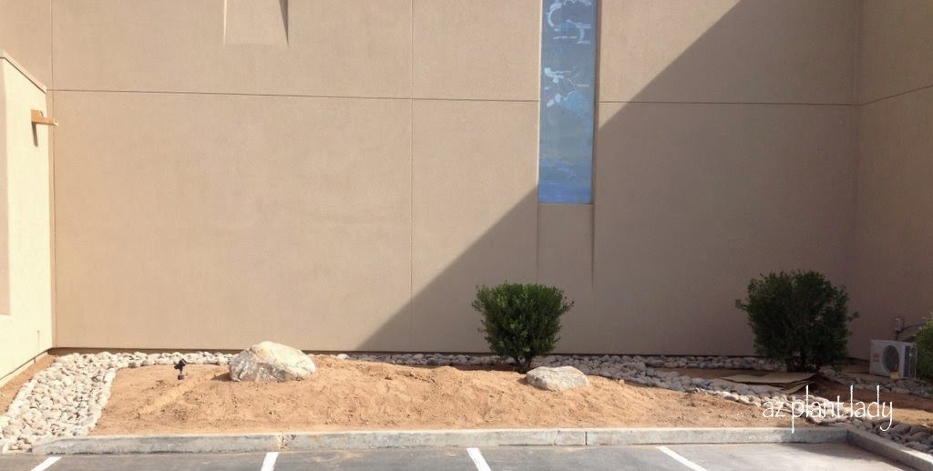 Church Landscape Renovation 1 Year After... | azplantlady.com