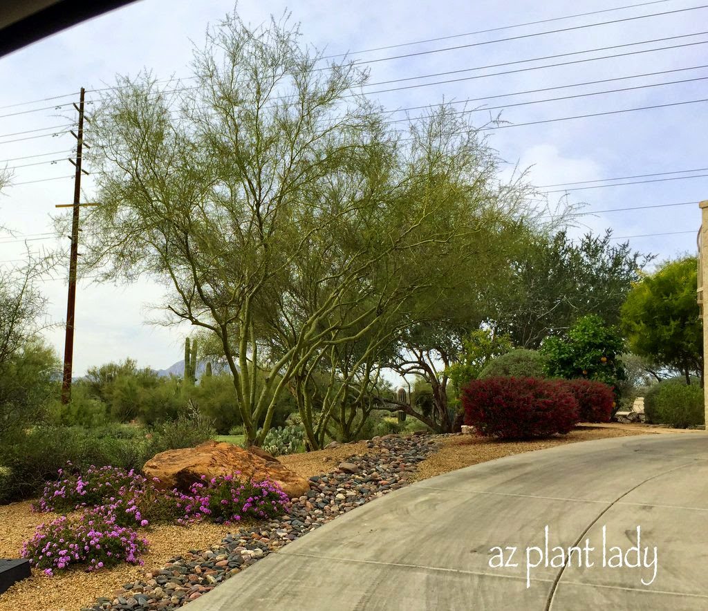 Feathery Cassia Archives - Desert Gardening 101