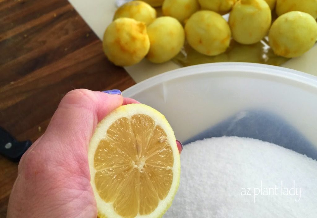 Lemon Salt ? Make Your Own DIY Citrus Salt | azplantlady.com
