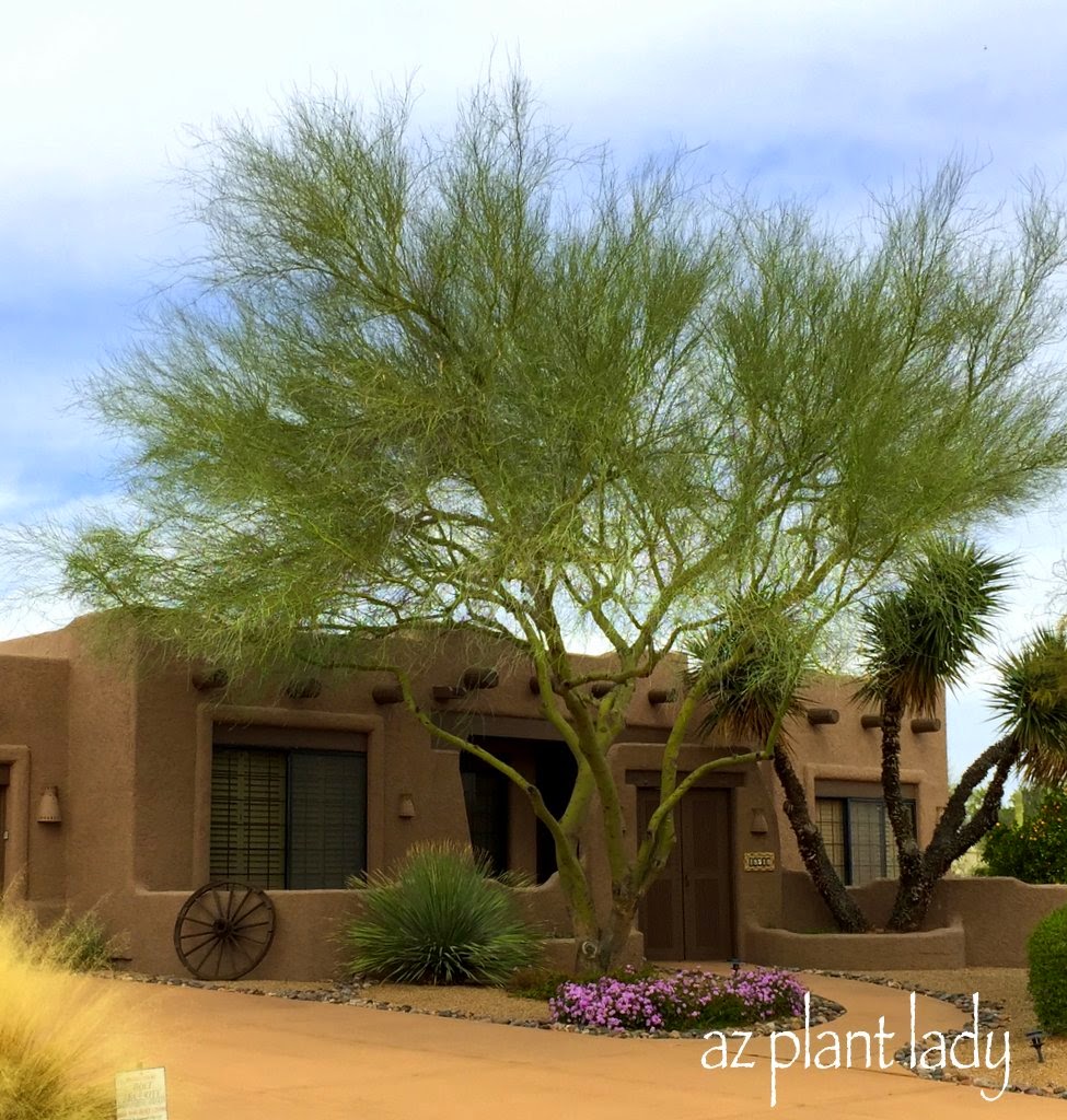 Perennial Archives - Desert Gardening 101