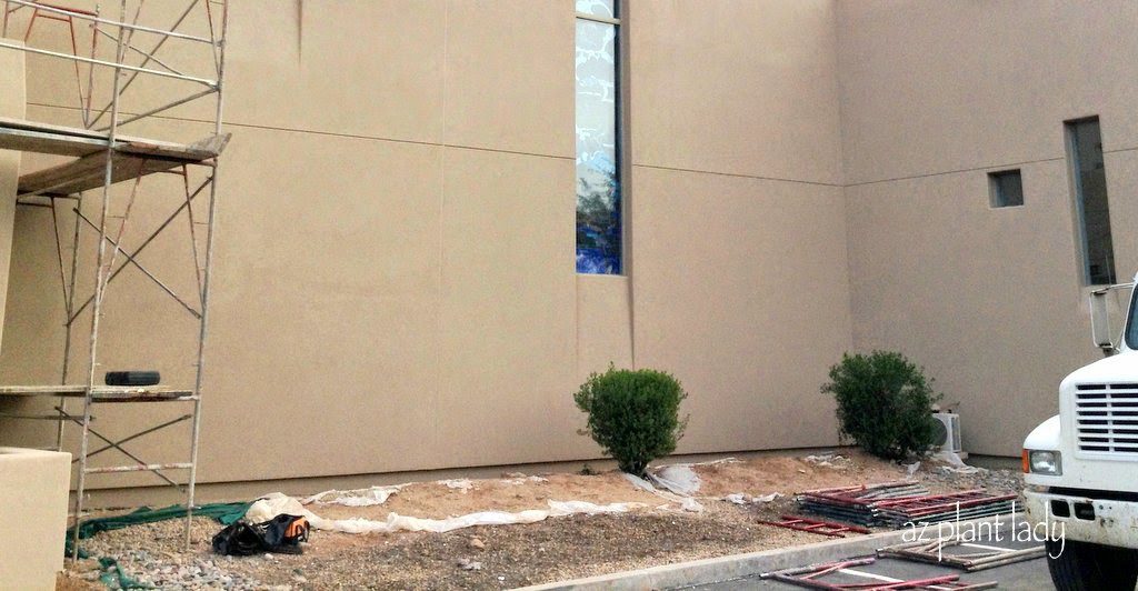 Church Landscape Renovation 1 Year After... | azplantlady.com