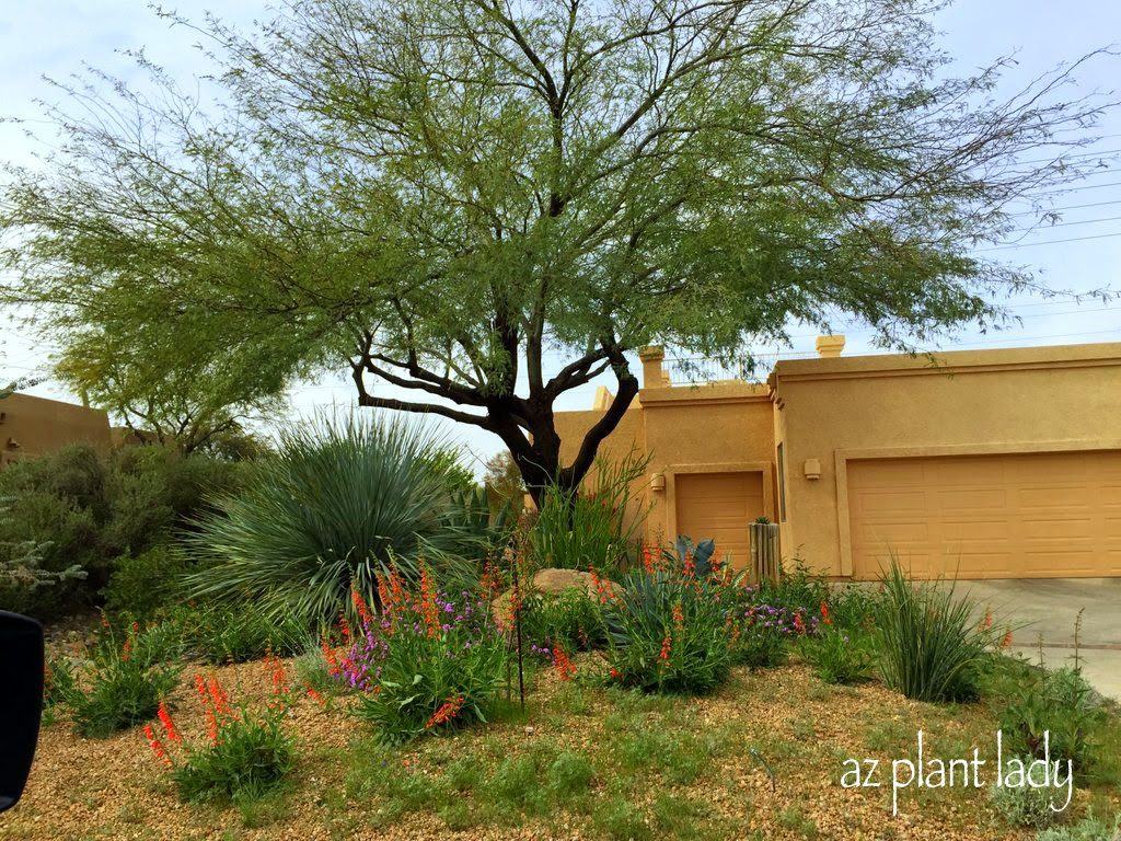 Feathery Cassia Archives - Desert Gardening 101