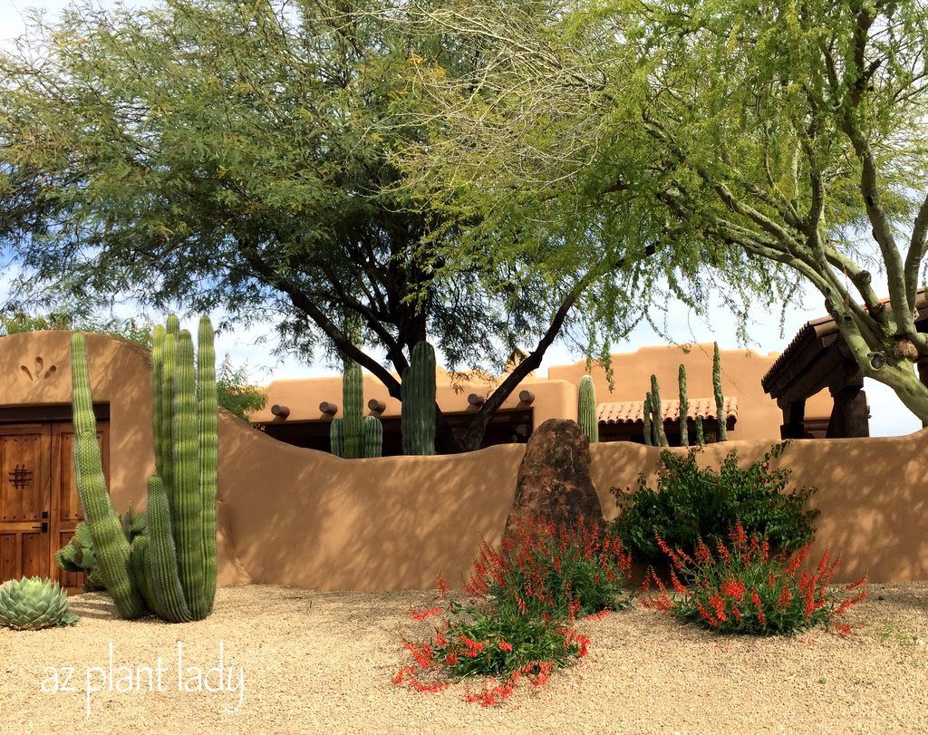 Southwest landscape design Archives - Desert Gardening 101