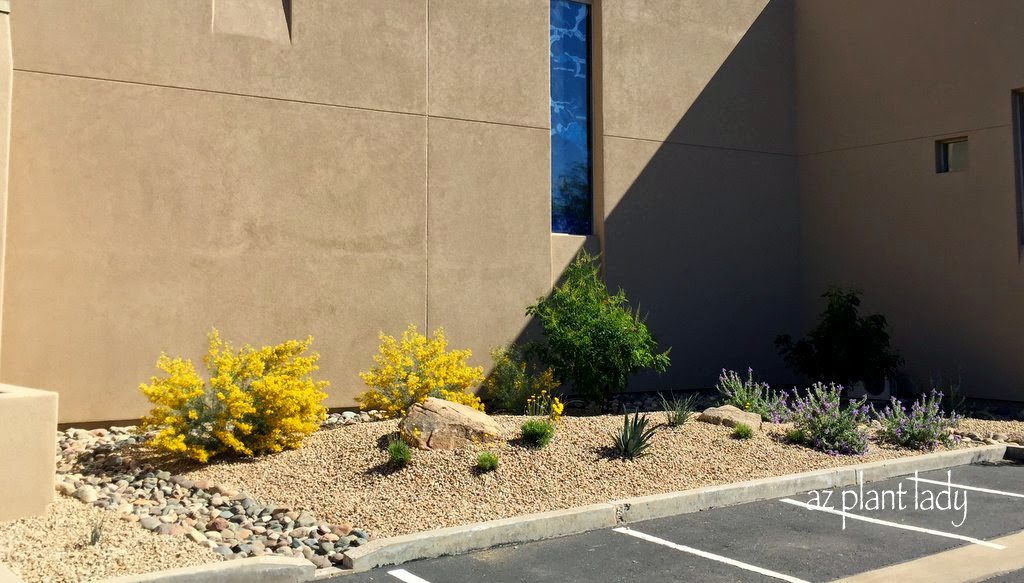 Church Landscape Renovation 1 Year After... | azplantlady.com