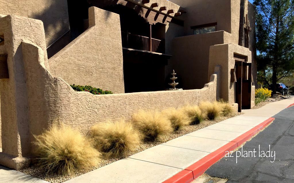 Church Landscape Renovation 1 Year After... | azplantlady.com