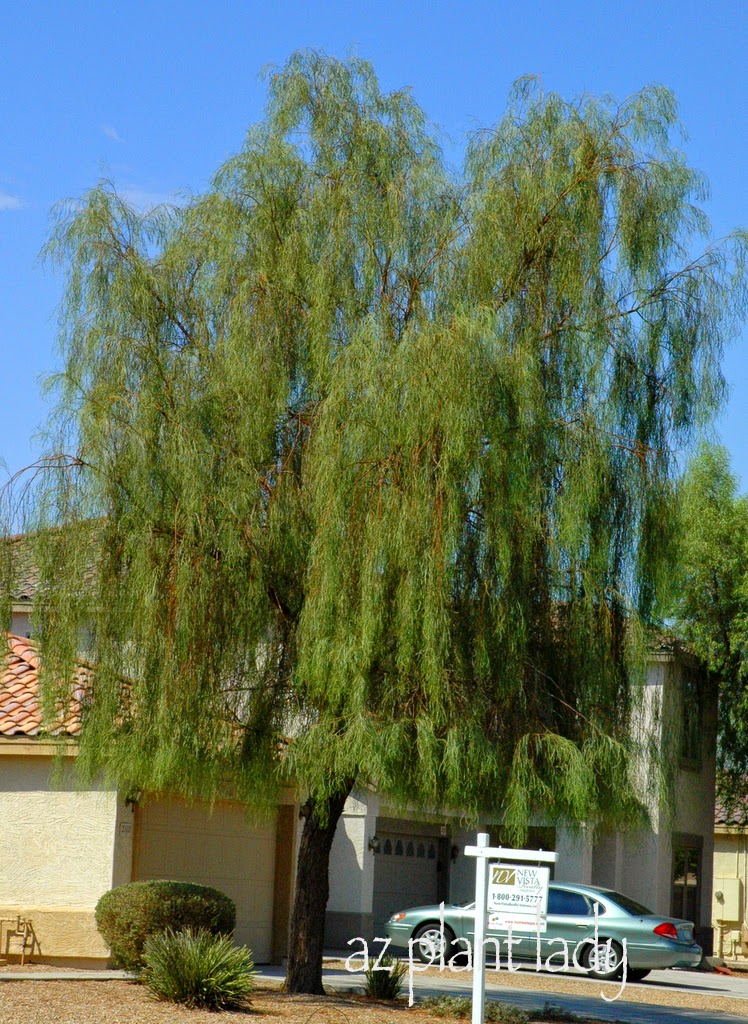 Palo Brea Archives - Desert Gardening 101