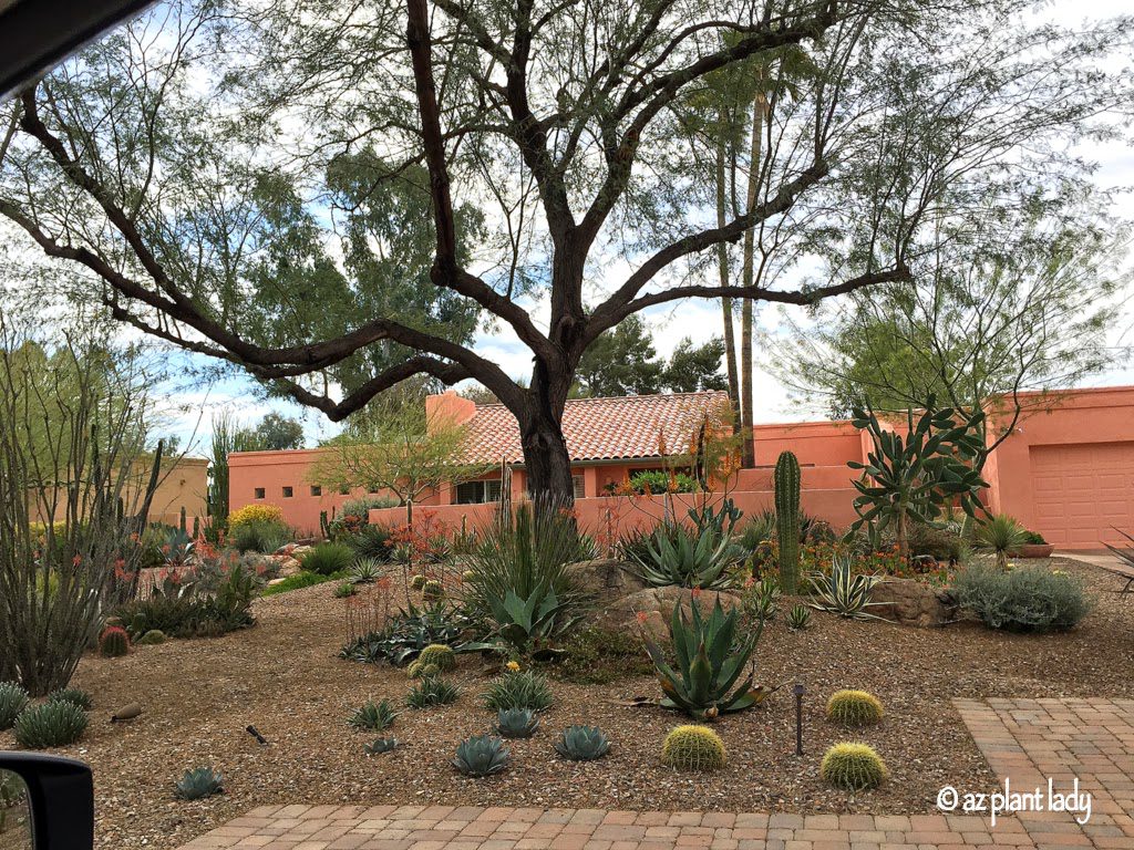Argentine giant cactus Archives - Desert Gardening 101