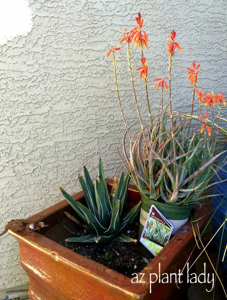 Monrovia plants : 2 Flowering Water-Wise Beauties Ready for Spring