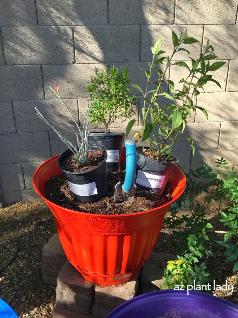 Attracting Hummingbirds : Creating a Hummingbird Container Garden