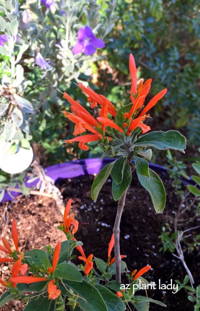 Attracting Hummingbirds : Creating a Hummingbird Container Garden