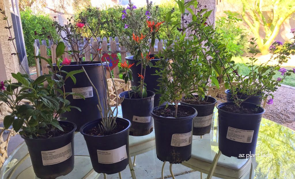 Attracting Hummingbirds : Creating a Hummingbird Container Garden