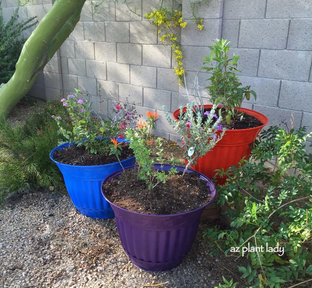 Attracting Hummingbirds : Creating a Hummingbird Container Garden