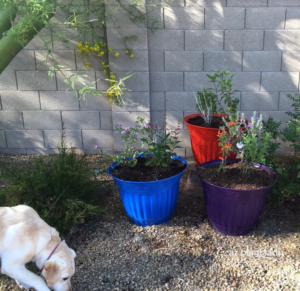 Attracting Hummingbirds : Creating a Hummingbird Container Garden