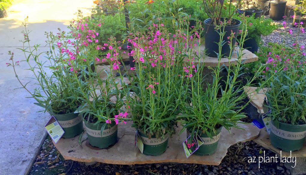 Monrovia plants : 2 Flowering Water-Wise Beauties Ready for Spring