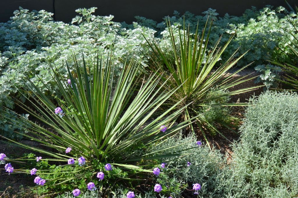 Spiky Plants and Gray-Foliage : Made in the Shade