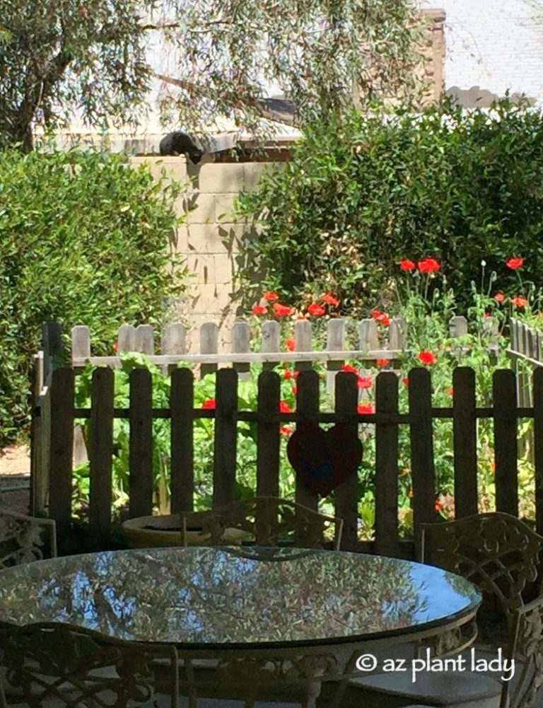 lilac vine : 4 Furry Bundles Behind the Lilac Vine | azplantlady.com