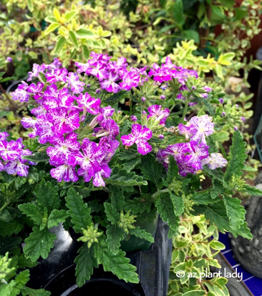 Verbena_lanai_series_purple_white_flowers - Desert Gardening 101