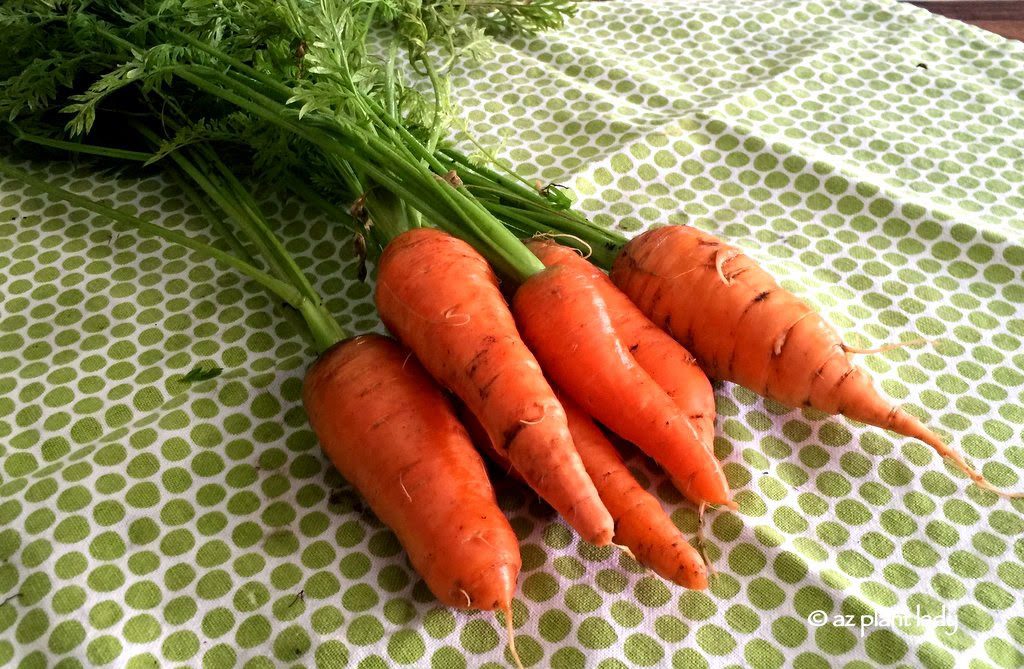 The Dirty Secret of Vegetable Gardening