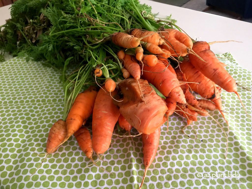 The Dirty Secret of Vegetable Gardening