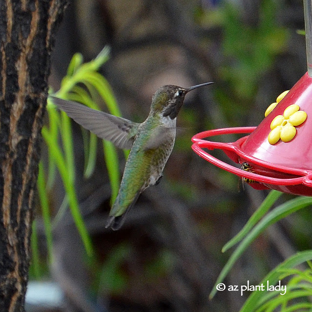 An Unforgettable Experience: Hummingbird Banding - Ramblings from a ...