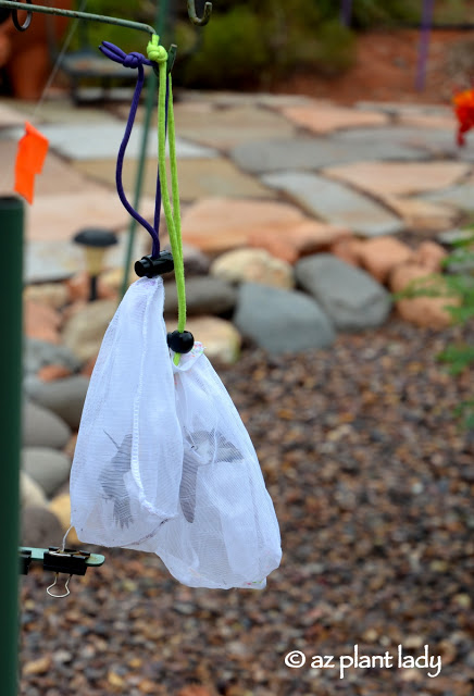 Hummingbird Banding : An Unforgettable Experience