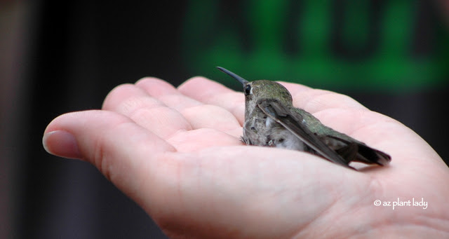 Hummingbird Banding : An Unforgettable Experience