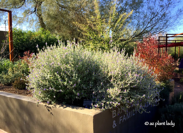 Shrubby Germander : Drought Tolerant and Beautiful
