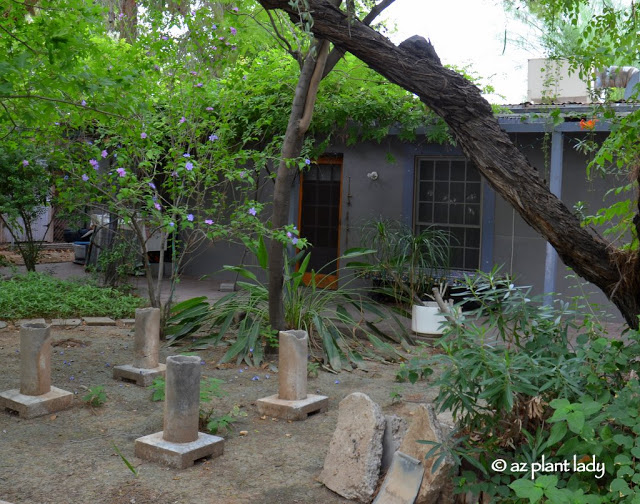 Ground Covers Archives - Desert Gardening 101