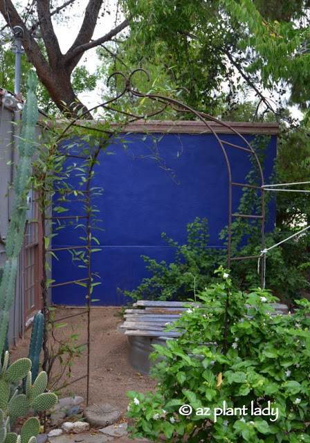 Ground Covers Archives - Desert Gardening 101