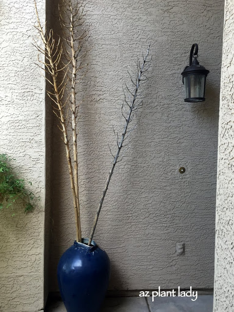 Fuss Free Container Plantings : From Trash to Treasure