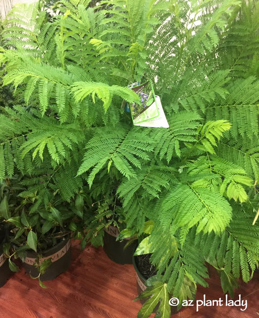 Dwarf_Jacaranda_Bonsai_Blue - Desert Gardening 101