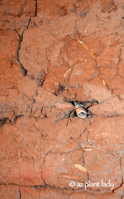 Ground Covers Archives - Desert Gardening 101