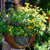 Curing the Garden Blahs with Color - Ramblings from a Desert Garden