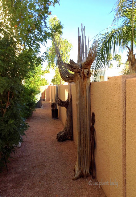 Skeletons in Desert: Trek Through The Desert | azplantlady.com