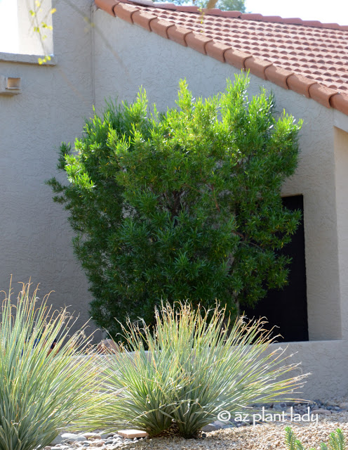 Hop Bush: The Alternative to Oleanders | azplantlady.com