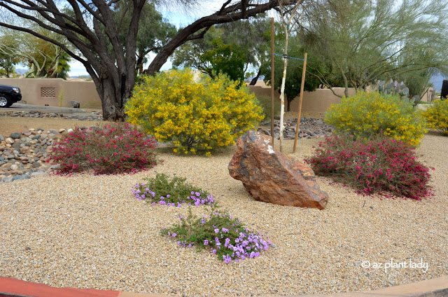 Feathery Cassia Archives - Desert Gardening 101