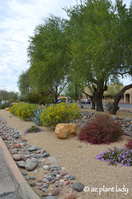 Feathery Cassia Archives - Desert Gardening 101