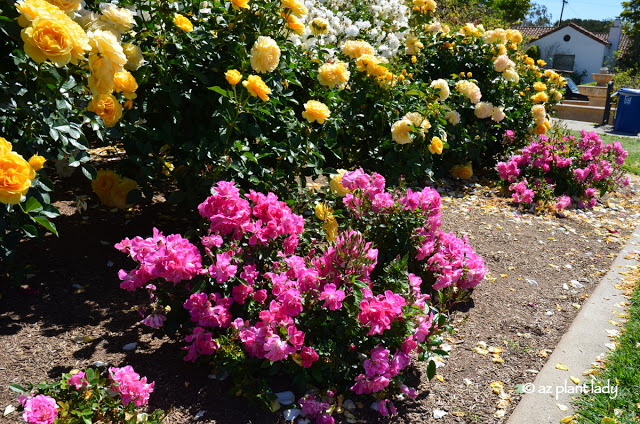 California Archives - Page 3 of 5 - Desert Gardening 101