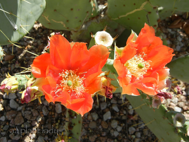 Cactus Flowers Color the Desert Landscape | azplantlady.com